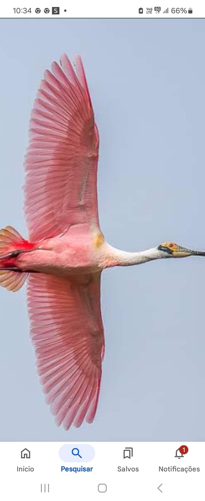 Pousada Colhereiro S1 - Campo Grande