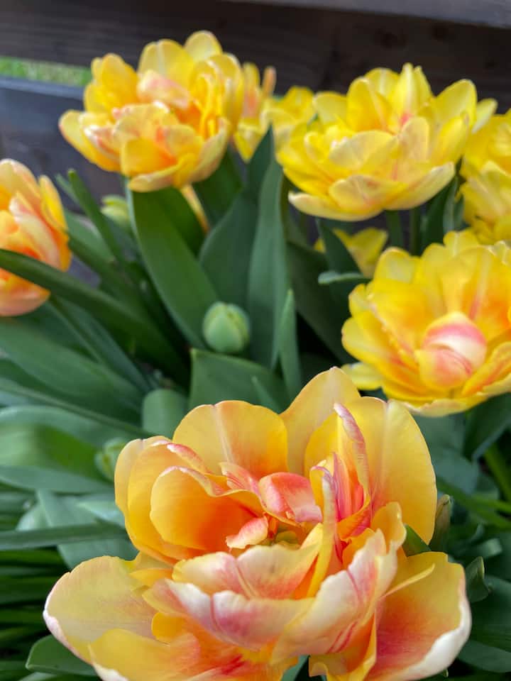 Familienfreundliches Gut Gelegenes Haus In München - Munich