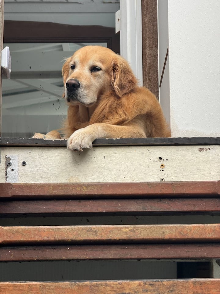 Beachfront Sea Shack, Workers Hq - Ocean Shores
