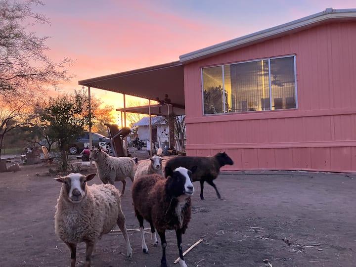 Toadlet Farm Casita - Urban Farm - Casino Del Sol