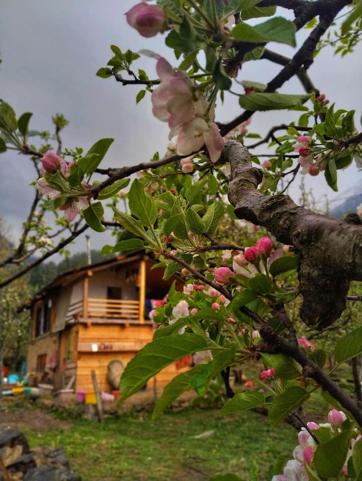 Premam Cabin. Love Nature & Silence On Tulga Hills - Tosh