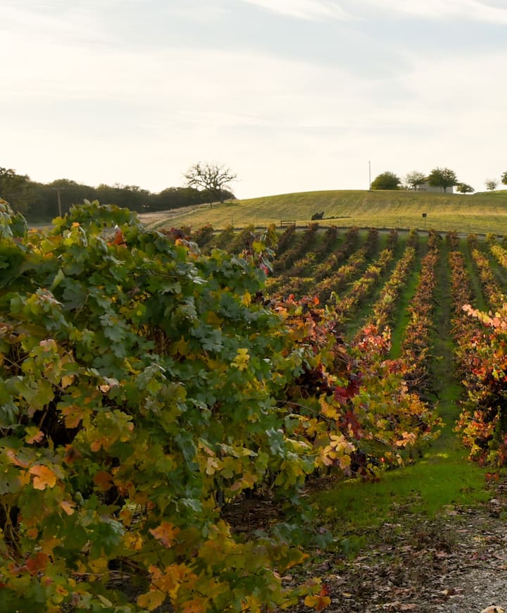 Vineyard Views: The Winemakers Retreat - Paso Robles, CA