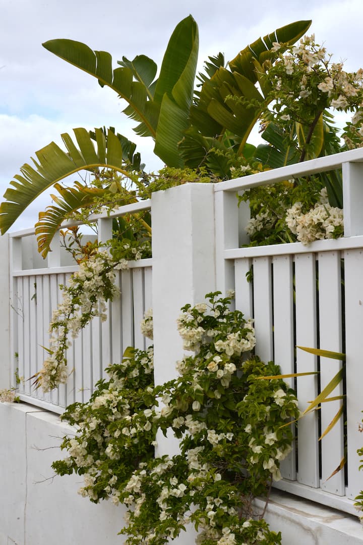 The Little Demille - Albany