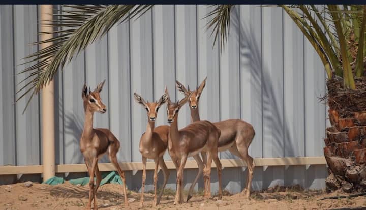6brs/bbq Pool Party/big Luxury Farm Near Ad/al Ain - United Arab Emirates