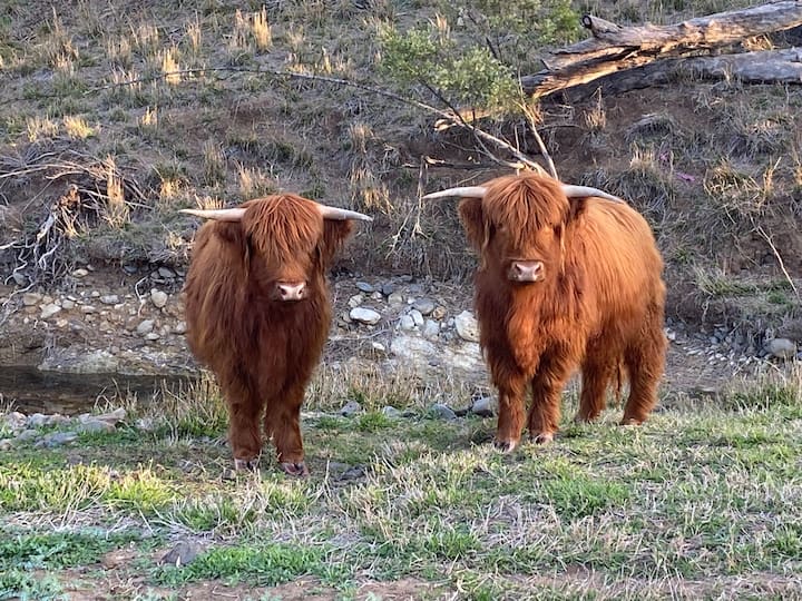 Tranquil Farm Escape With Highland Cows & Goats - Toowoomba