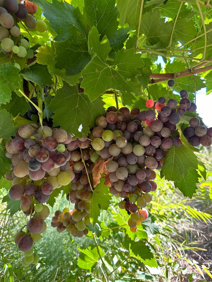 Entre Naturaleza Y Viñas. - Rivadavia
