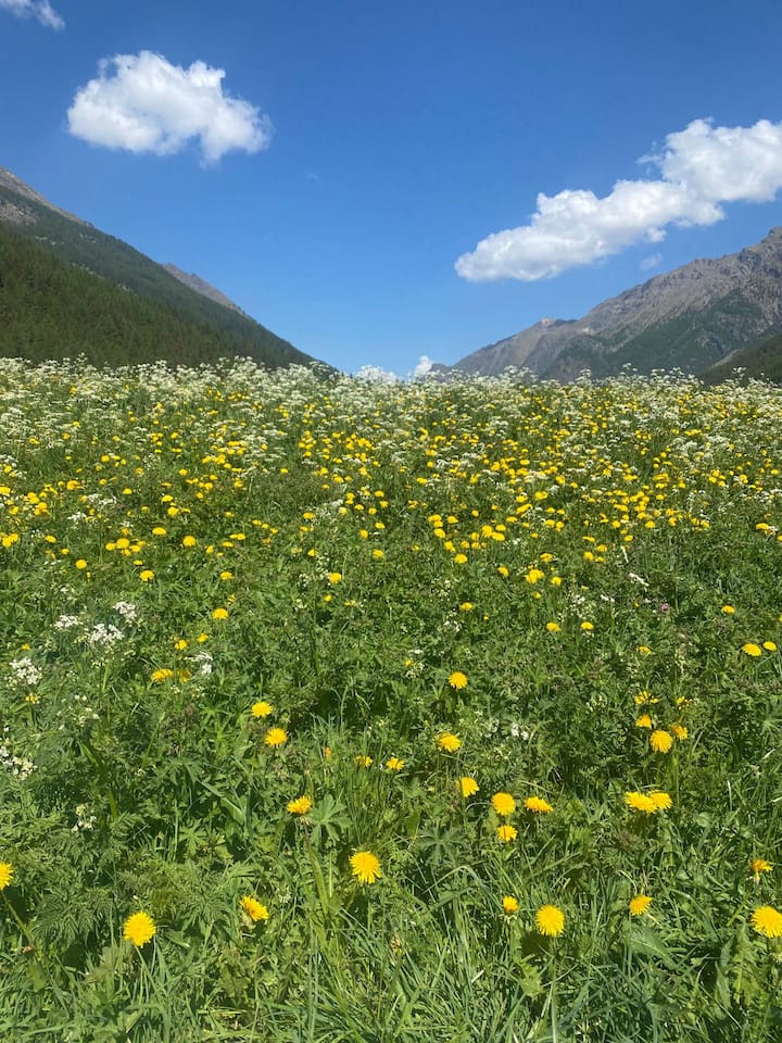 La Tranquillità Delle Montagne - Cogne