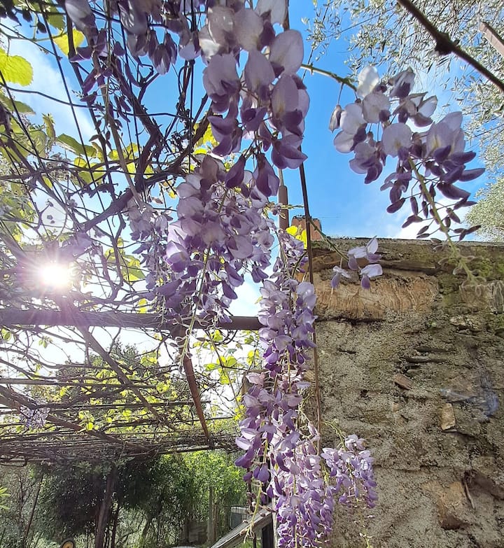 La Casa Della Nonna
Vista Sul Mare, Giardino - Moneglia