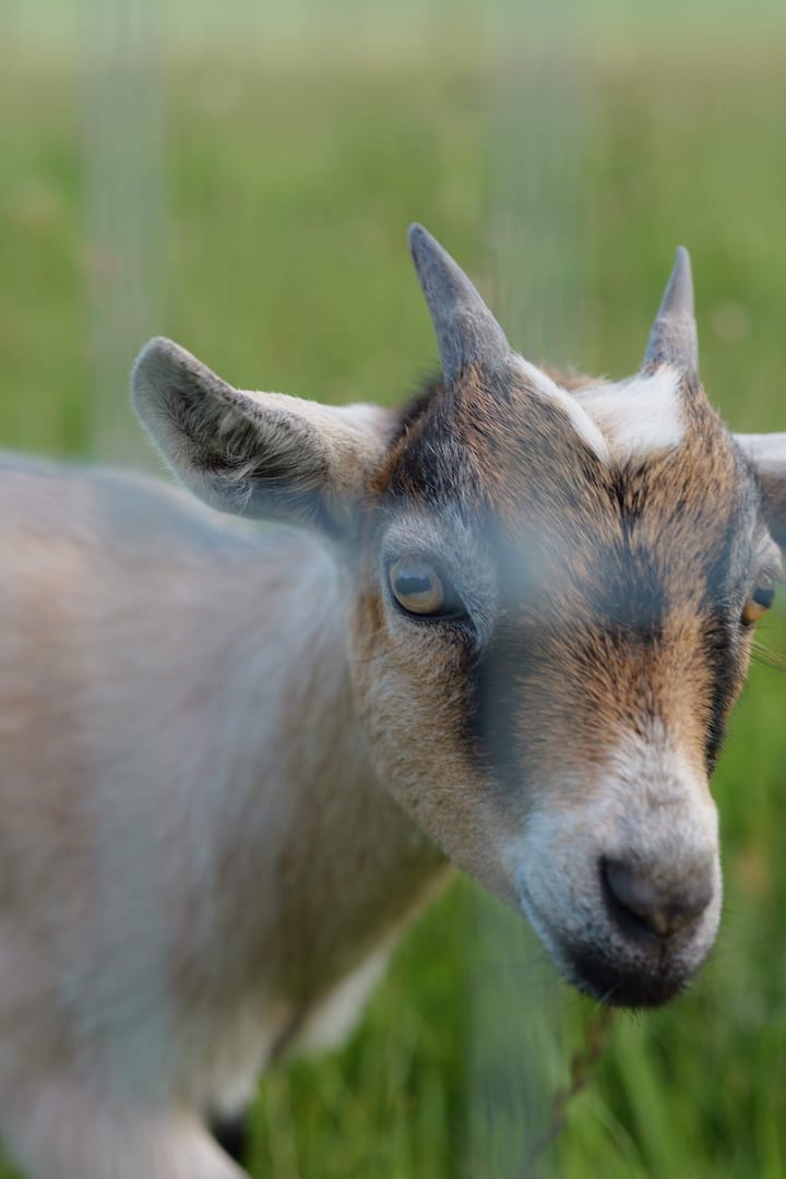 Stable & Oak- Farm Stay, Fire Pit - Warragul