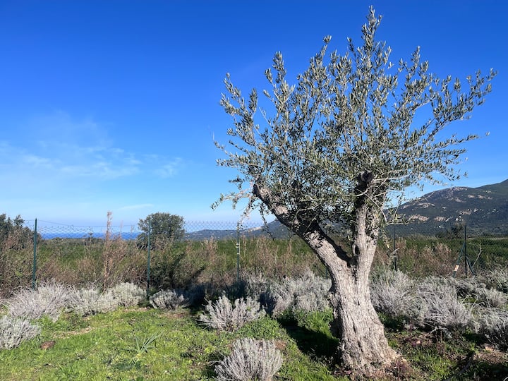 Appartement T3 Neuf, Vue Dégagée - Calenzana