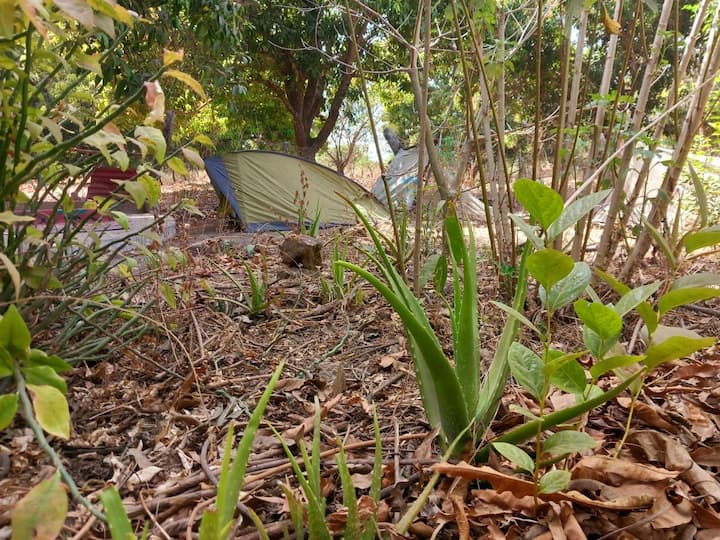Jungle Tent - The Gambia