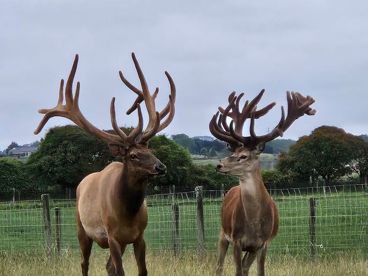 Farm Lodge - Pleasant Point