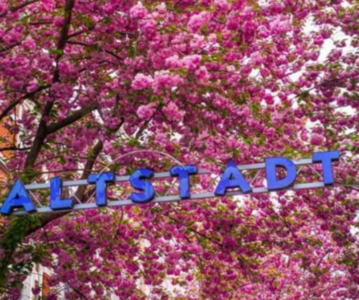 Wohnung In Der Bonner Altstadt Kirschblüte! - Alfter