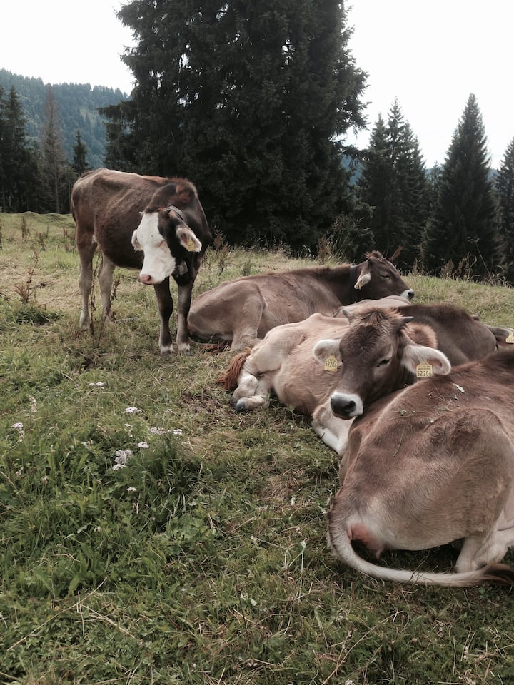 Ferienwohnung In Oberstaufen - Stiefenhofen