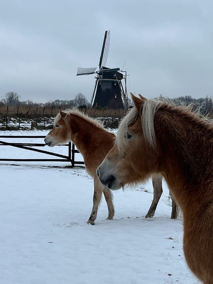 Chalet Aan De Rotte - Rotterdam