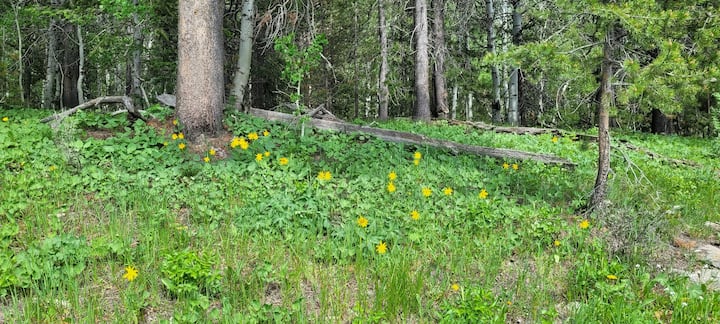 Tucked Inn Too - Island Park, ID