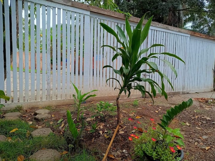 Arara Azul - Itacaré