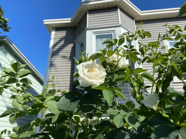 Cute Downtown Heritage Home - カナダ セント・ジョンズ