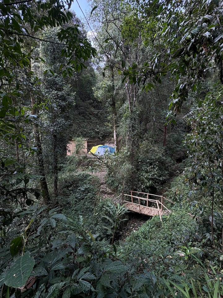 Camping In A Forest Garden Beside A Gurgling Brook - China