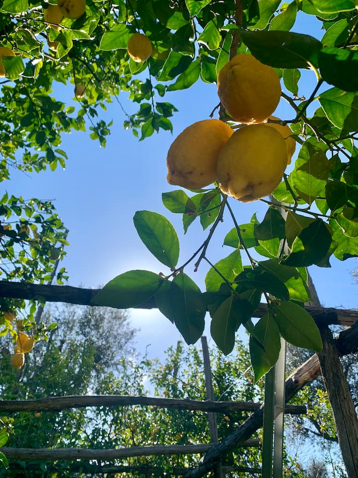 Stanza Dei Limoni - Sorrento