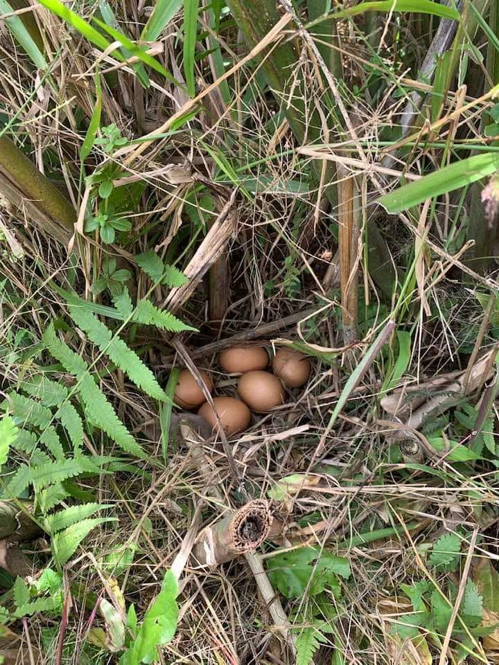 Finca La Fabiola, Hosdaje - Marsella