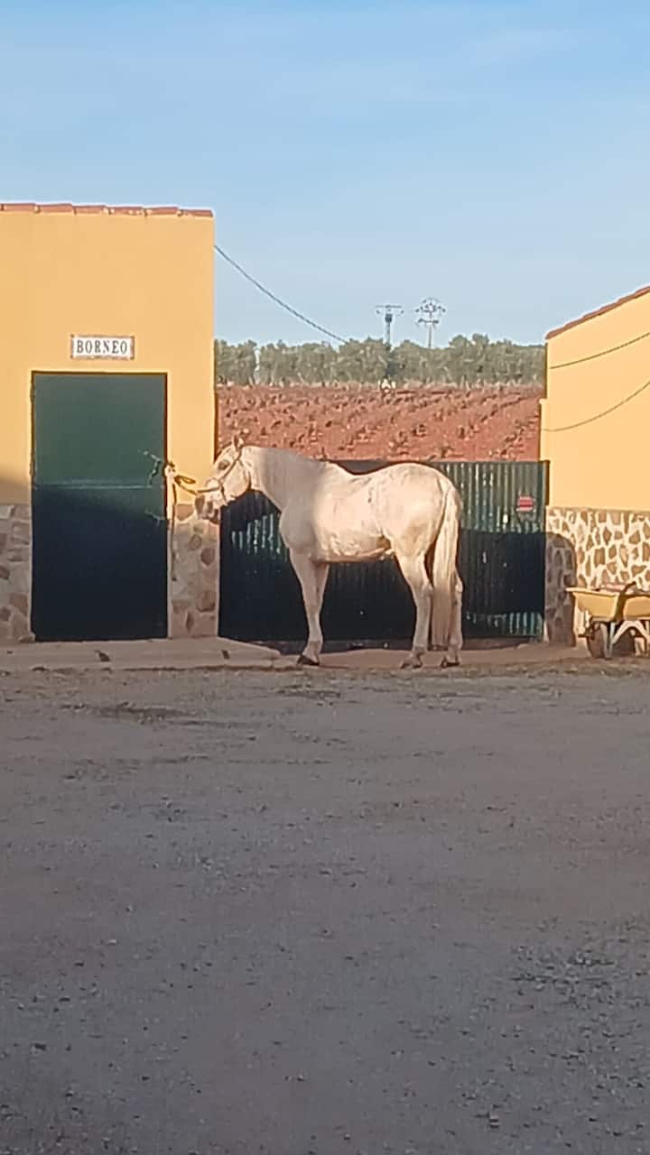 Casa María Jose - Almuradiel