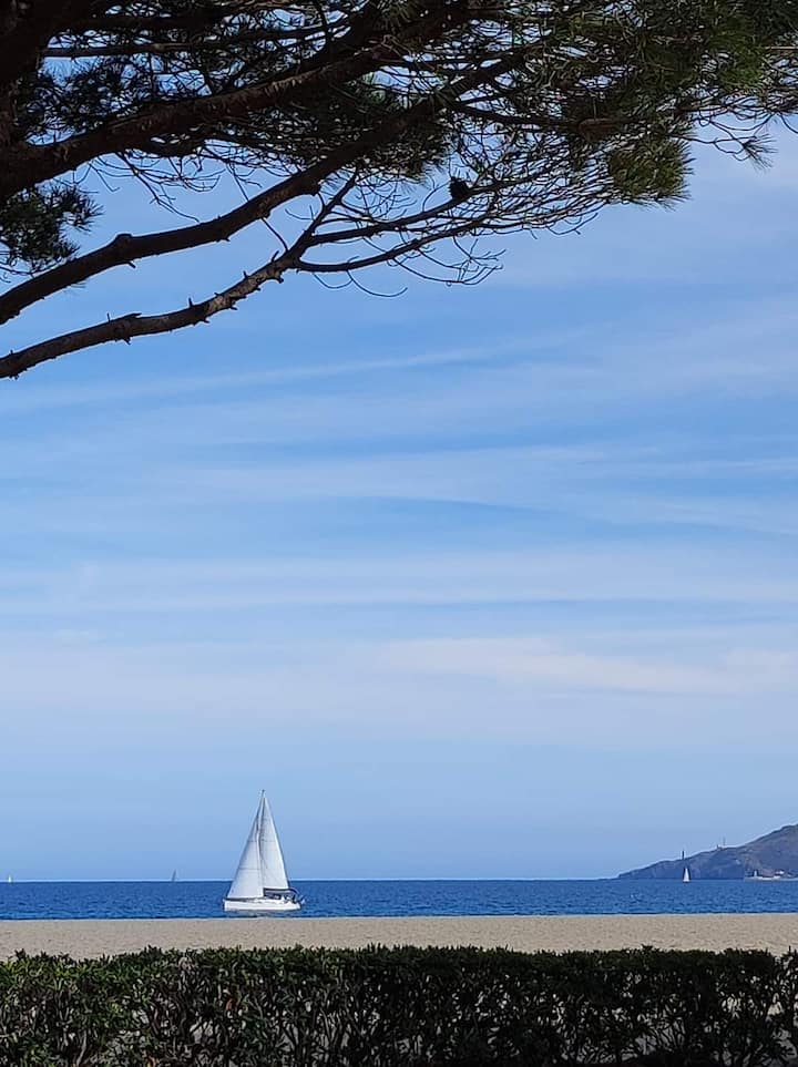 Les éCureuils à La Mer - Collioure