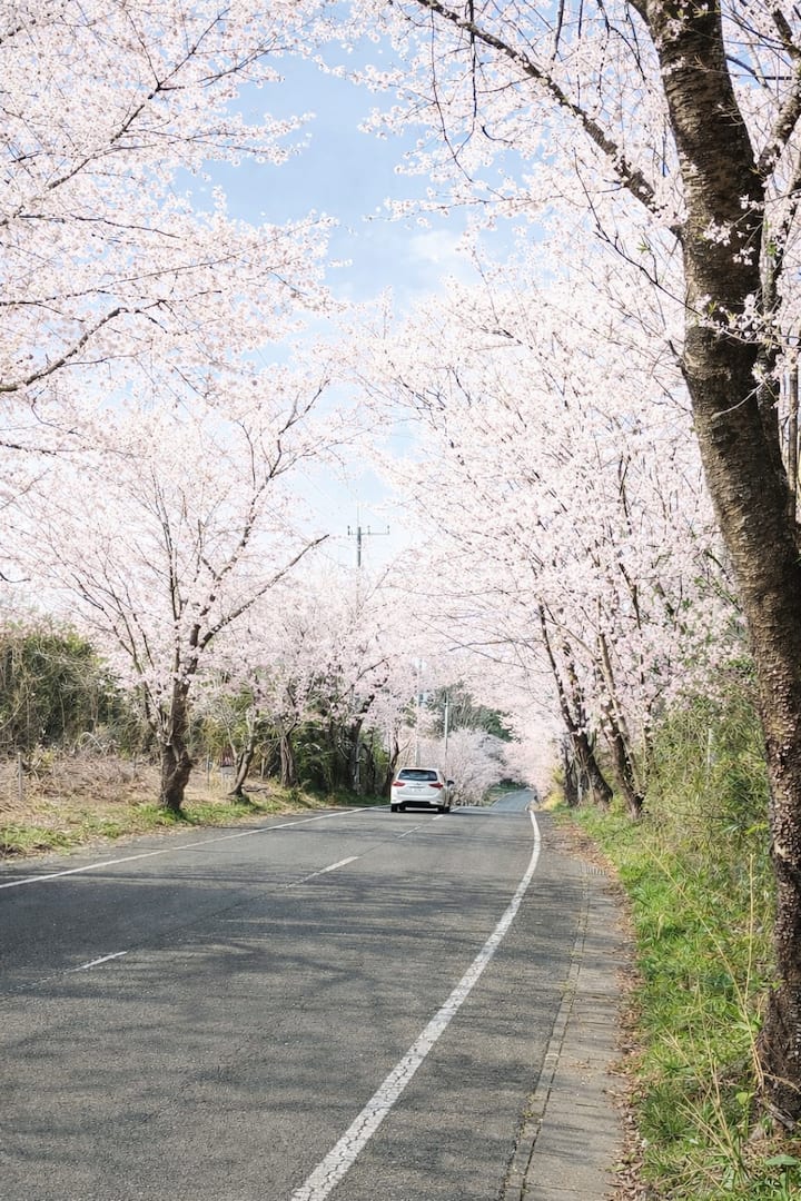 【桜並木・夜桜ライトアップ】庭でお花見できる一棟貸し/1日1組限定 - 이시오카