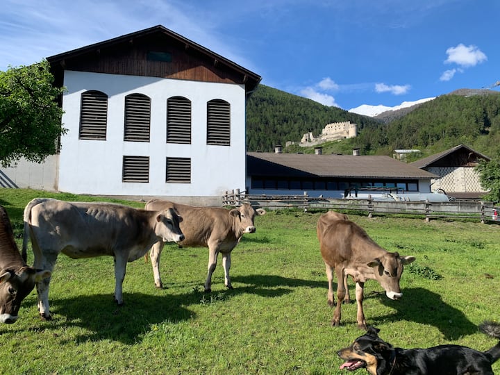 Appartamento In Fattoria Nel Parco Dello Stelvio - Malles Venosta