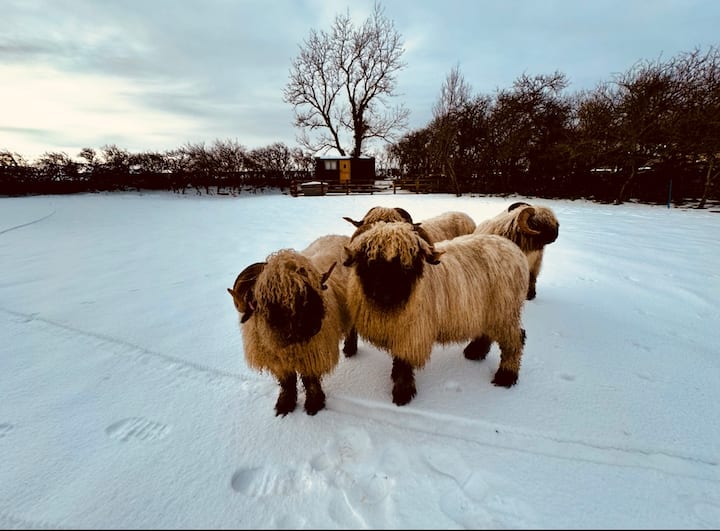 Caban Fron - United Kingdom