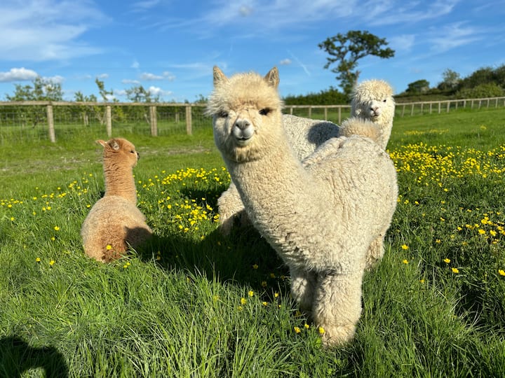 Sleeps 4 Shepherds Hut- The Alpaca Hof - Reino Unido
