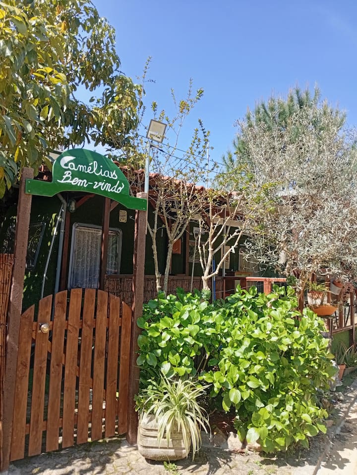 Camélias - Oliveira de Azeméis