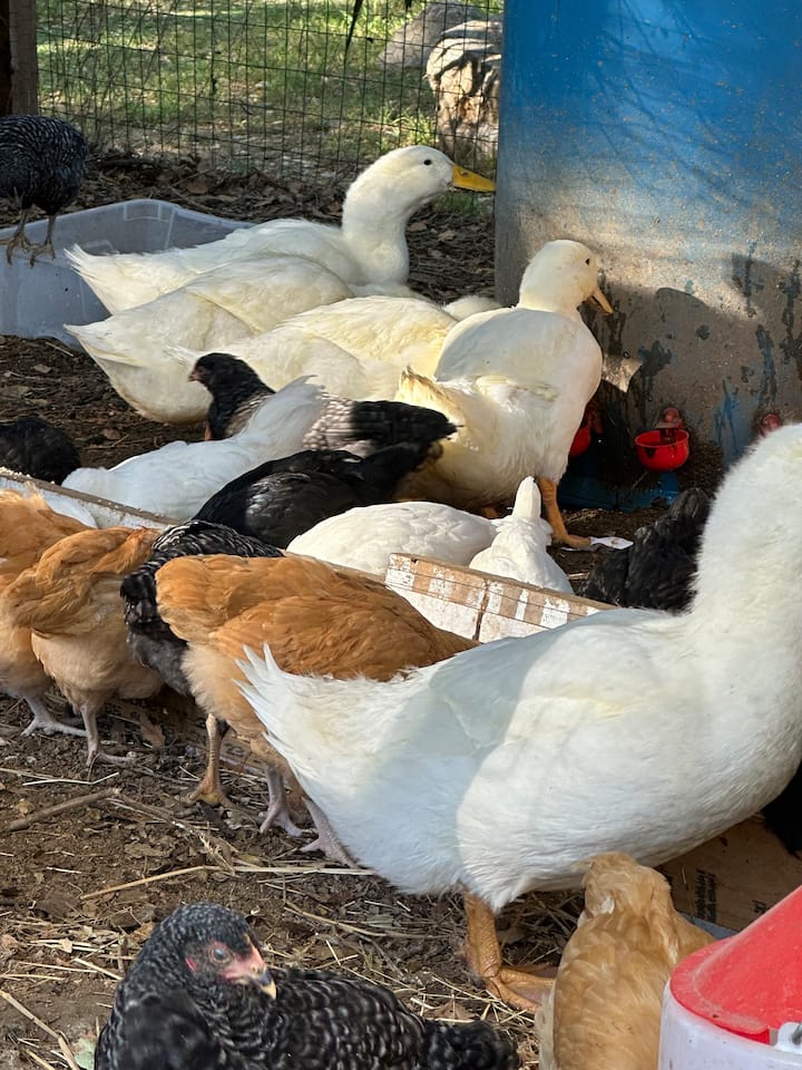 Free Organic Food From Farm Home - Temecula, CA