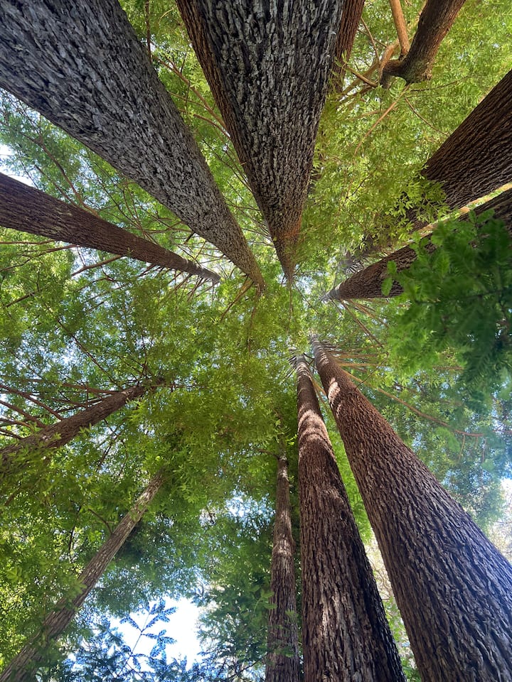 Cozy Camper In The Redwoods - Mendocino, CA