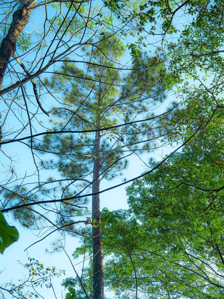 Casita En La Finca - Orotina
