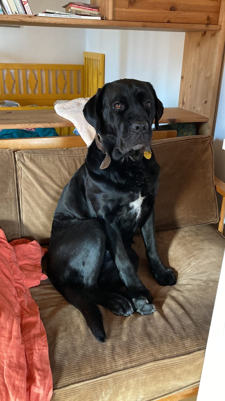 Süßes Zimmer In Wg Mit Hund - Bonn