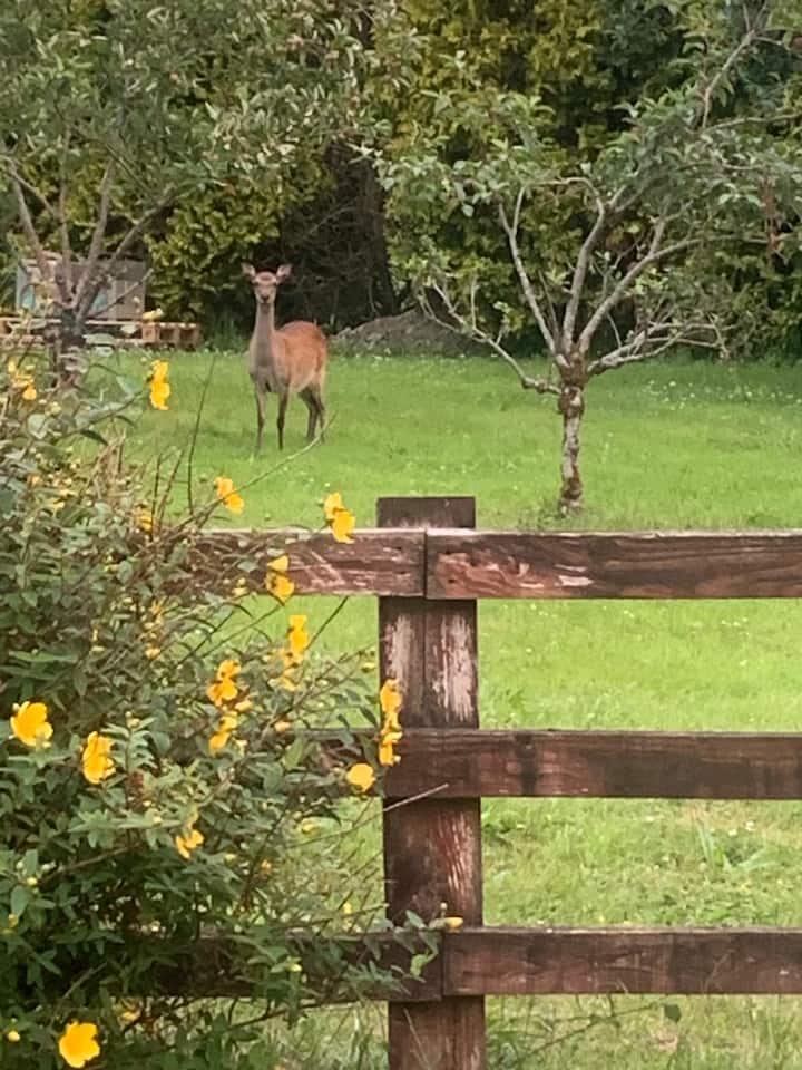 Coolcorcoran Lodge - Killarney