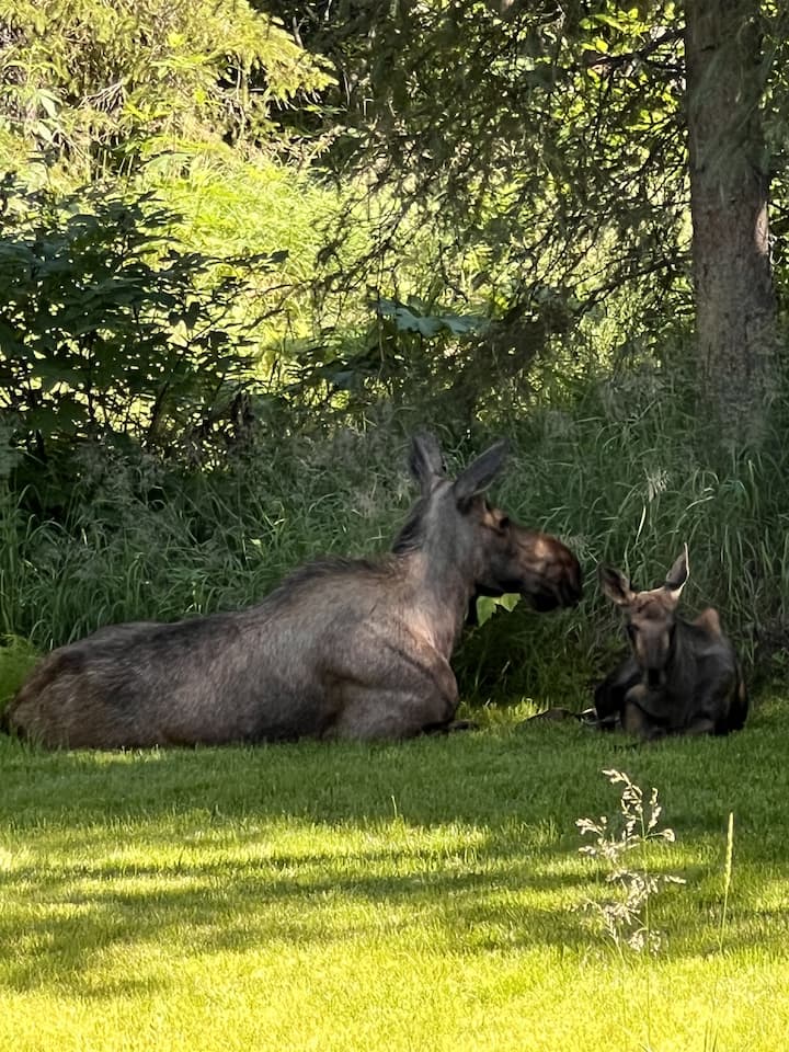 Hillside Retreat On 2.5 Acres, Close To Everything - Anchorage, AK