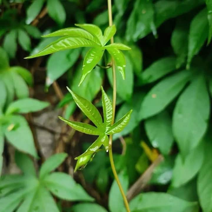 Camping Da Montanha Santa Tereza - Rio de Janeiro