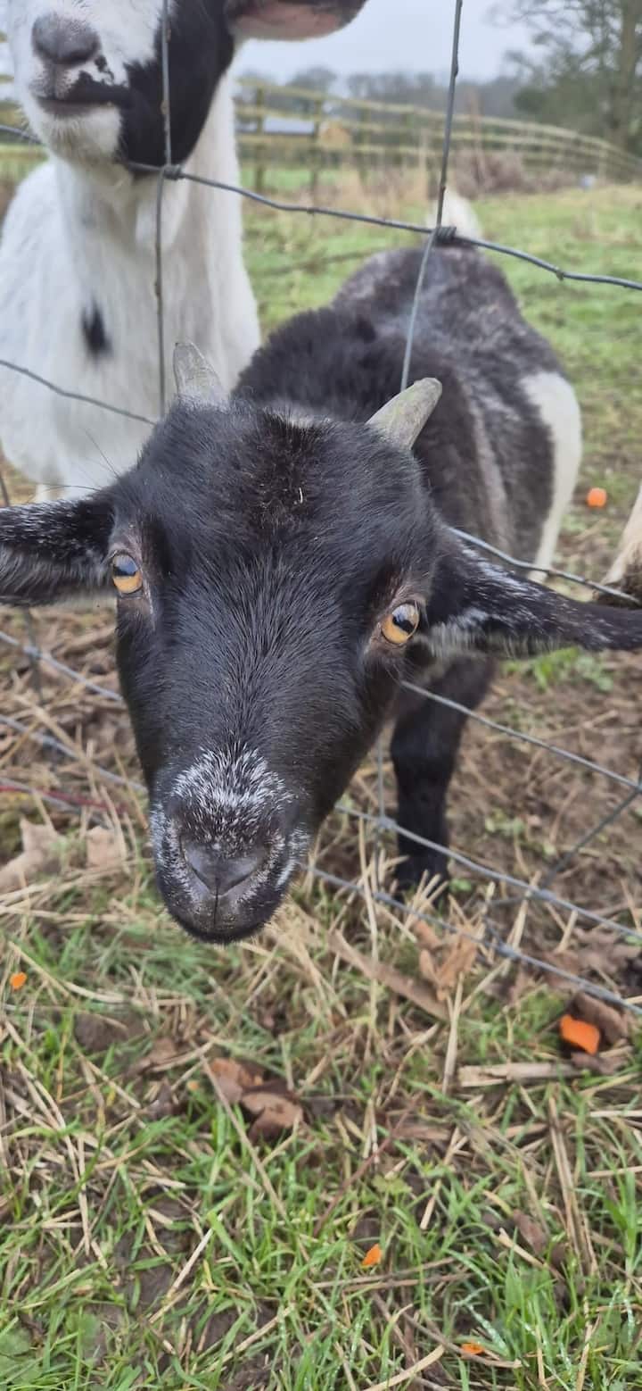 Pineville Chalet - United Kingdom