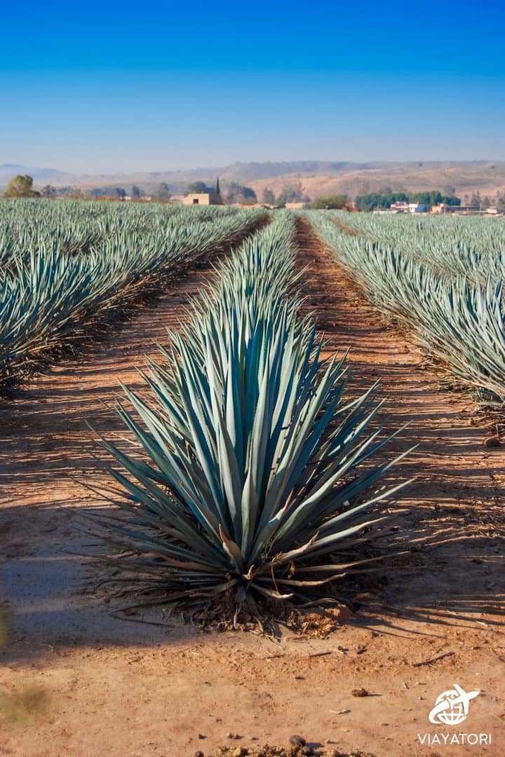 Casa Tradicional Tapatía/8p/consulado/gran Zona - Guadalajara