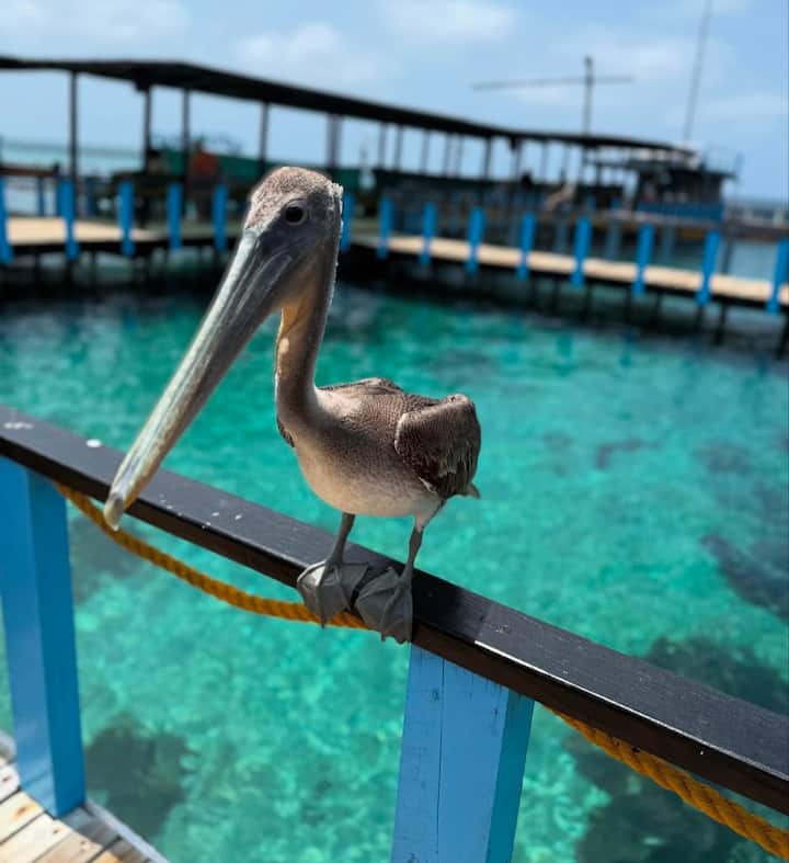 Peruana Vista Al Mar - Rosario Islands