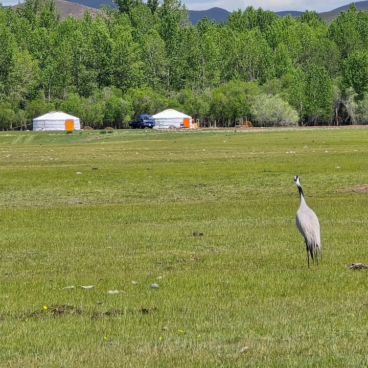 Nomadic Ger/yurt Herder Camp - Mongolia