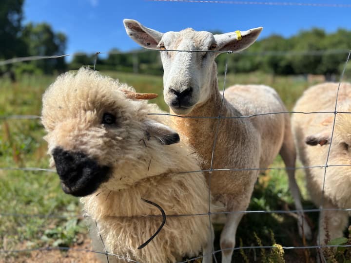 Pumpkins Patch Shepherds Hut - United Kingdom