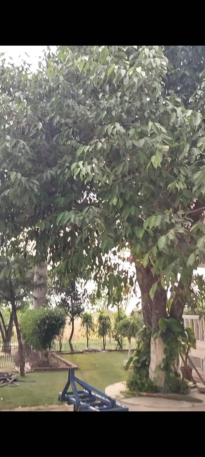 Farm House Natural Beauty Feel - Patiala