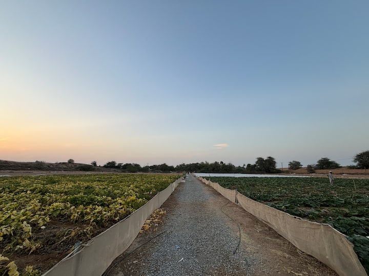 Rent A Full Farm In Rak 25 Acre) - Ras al Khaimah