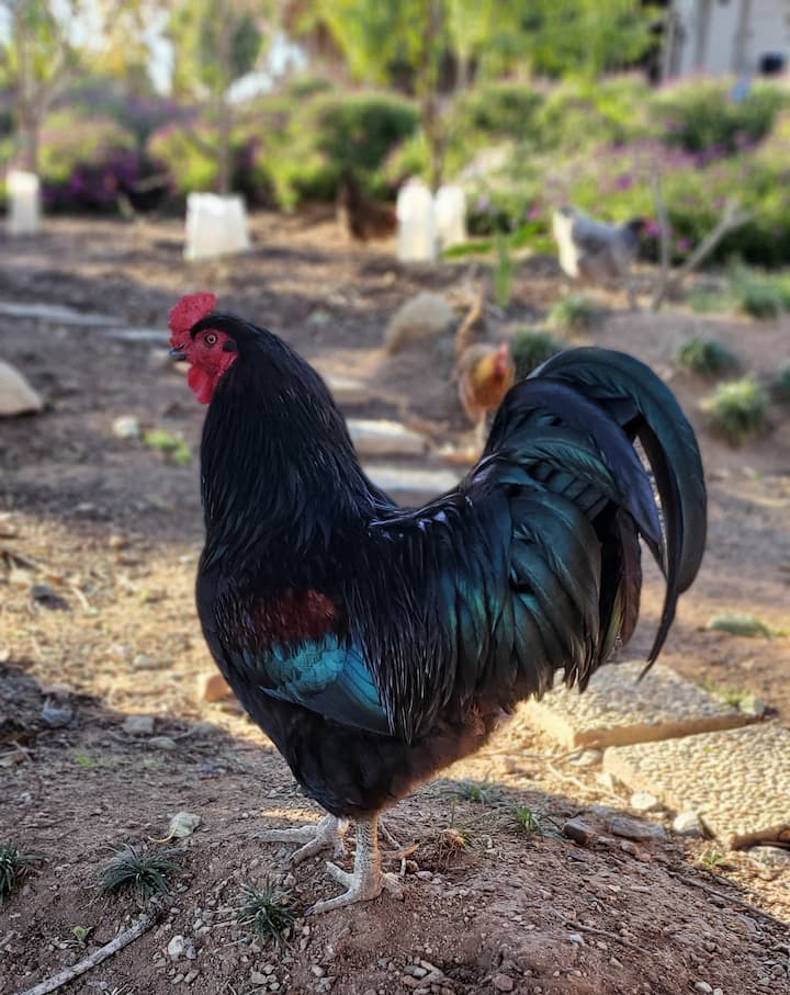 Bonsall/oceanside Farmstay Treehouse Studio Apt - Bonsall, CA