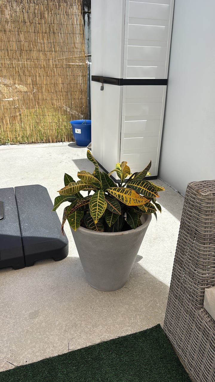 Estudio En El Casco Urbano - Humacao