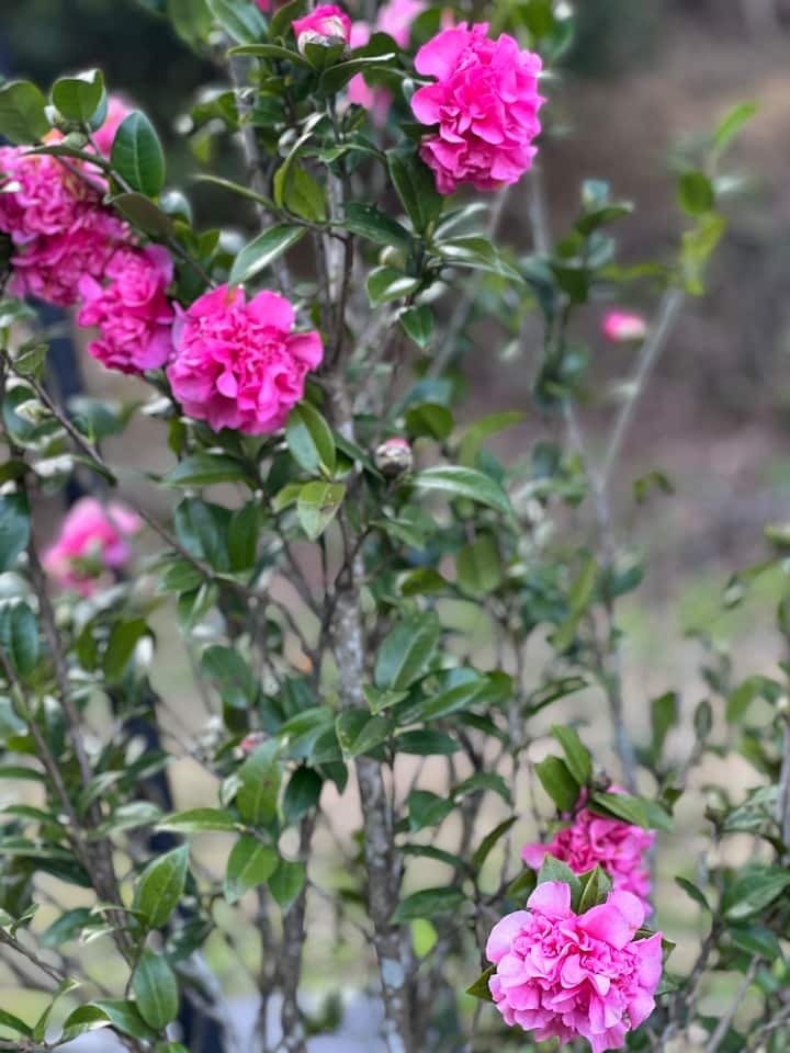 辰芯山居 - 大甲區