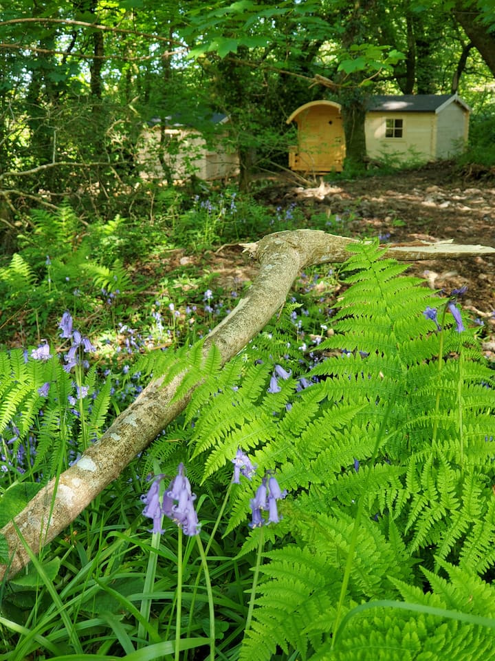 Bluebell Woods A Tranquil Escape - Bodmin